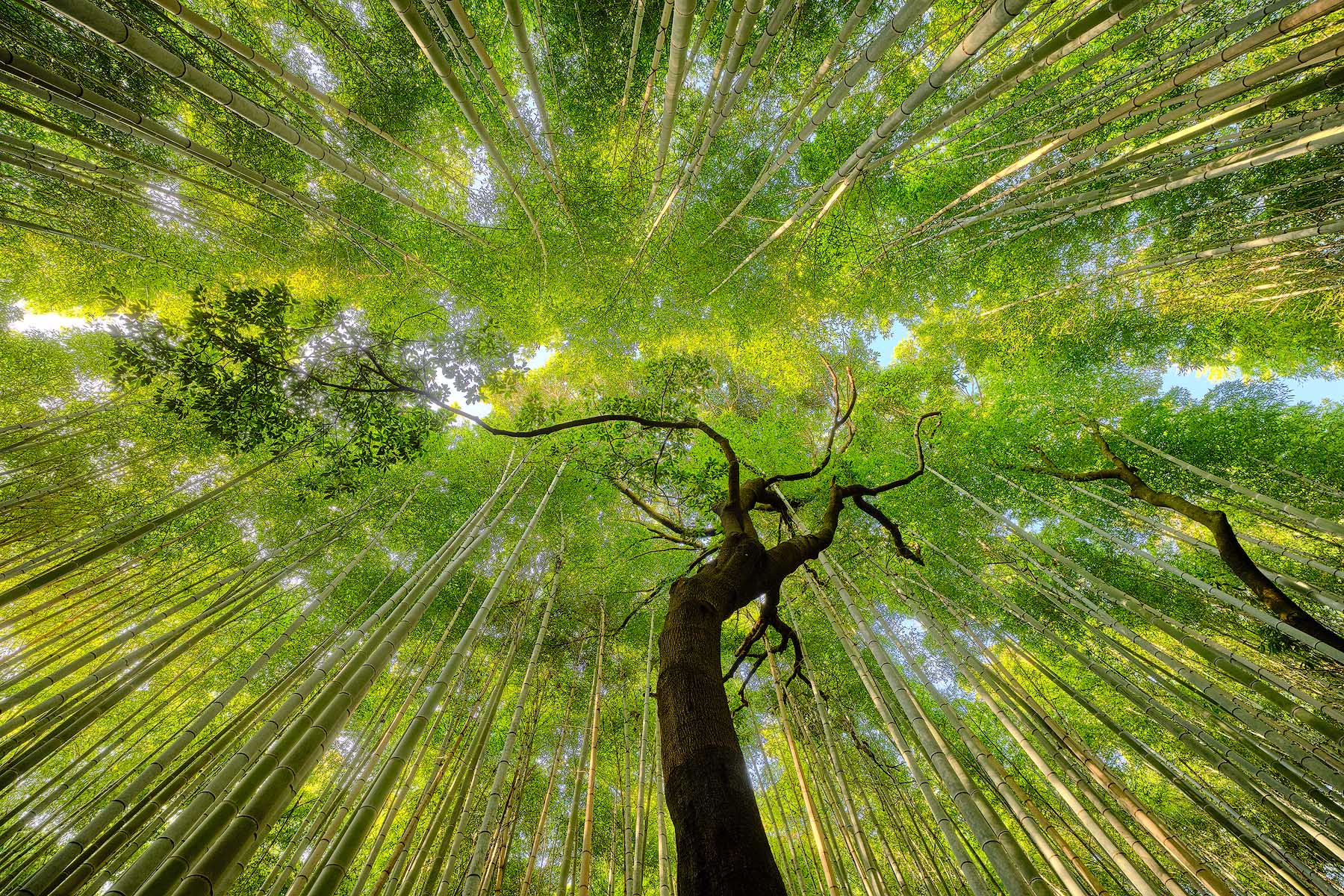 Ascend | Kyoto, Japan