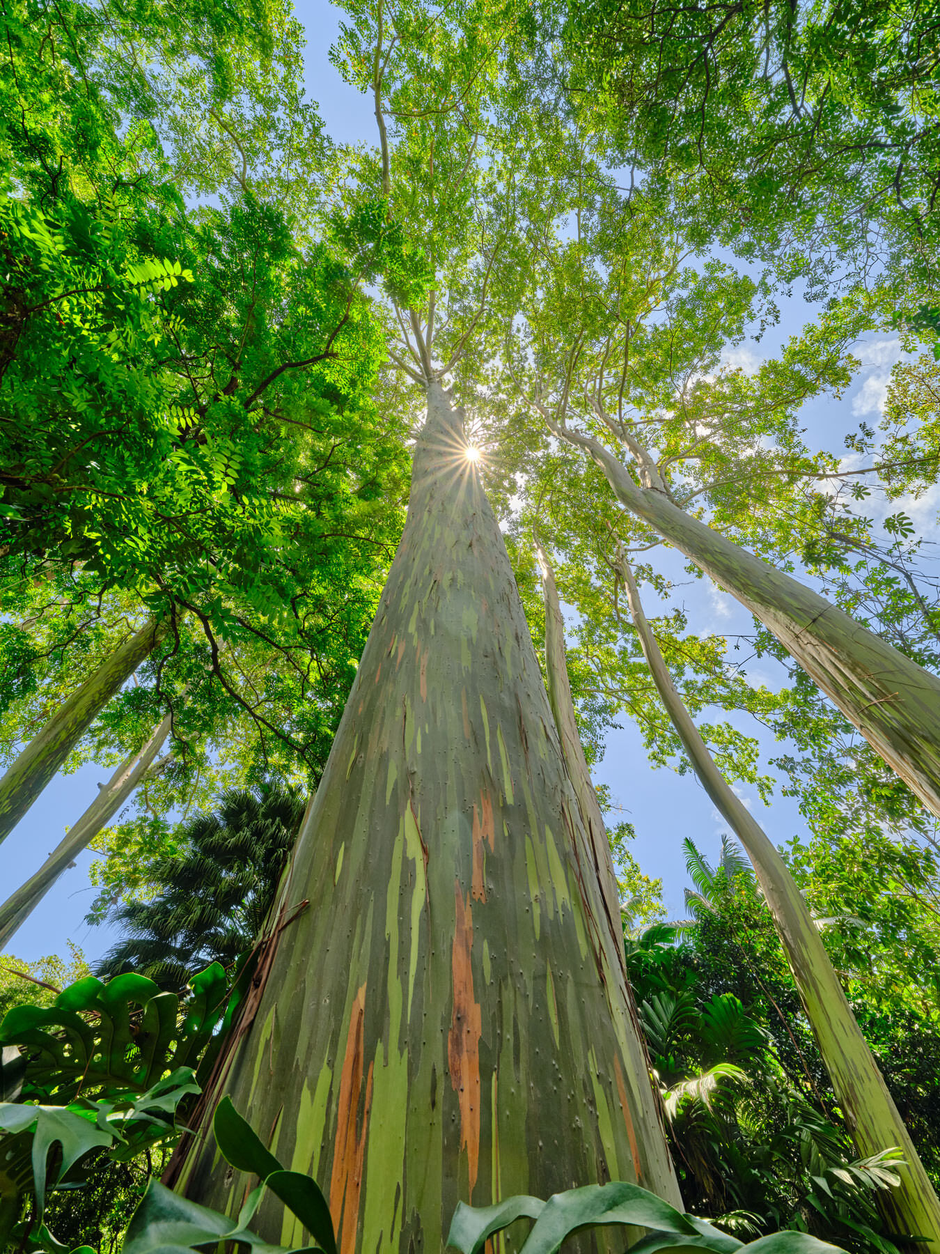 Rainbow Eucalyptus Tree Forest