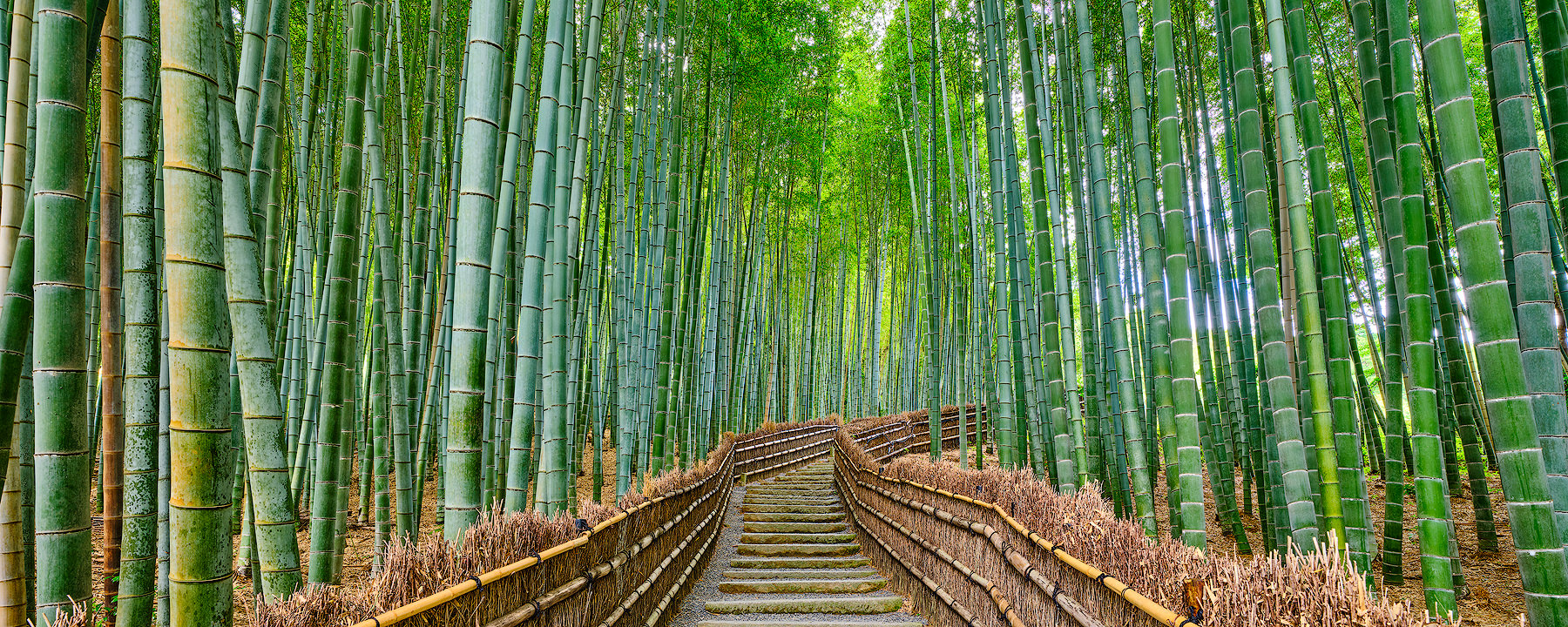 Photographing Japan: How Culture and Family Shape My Lens